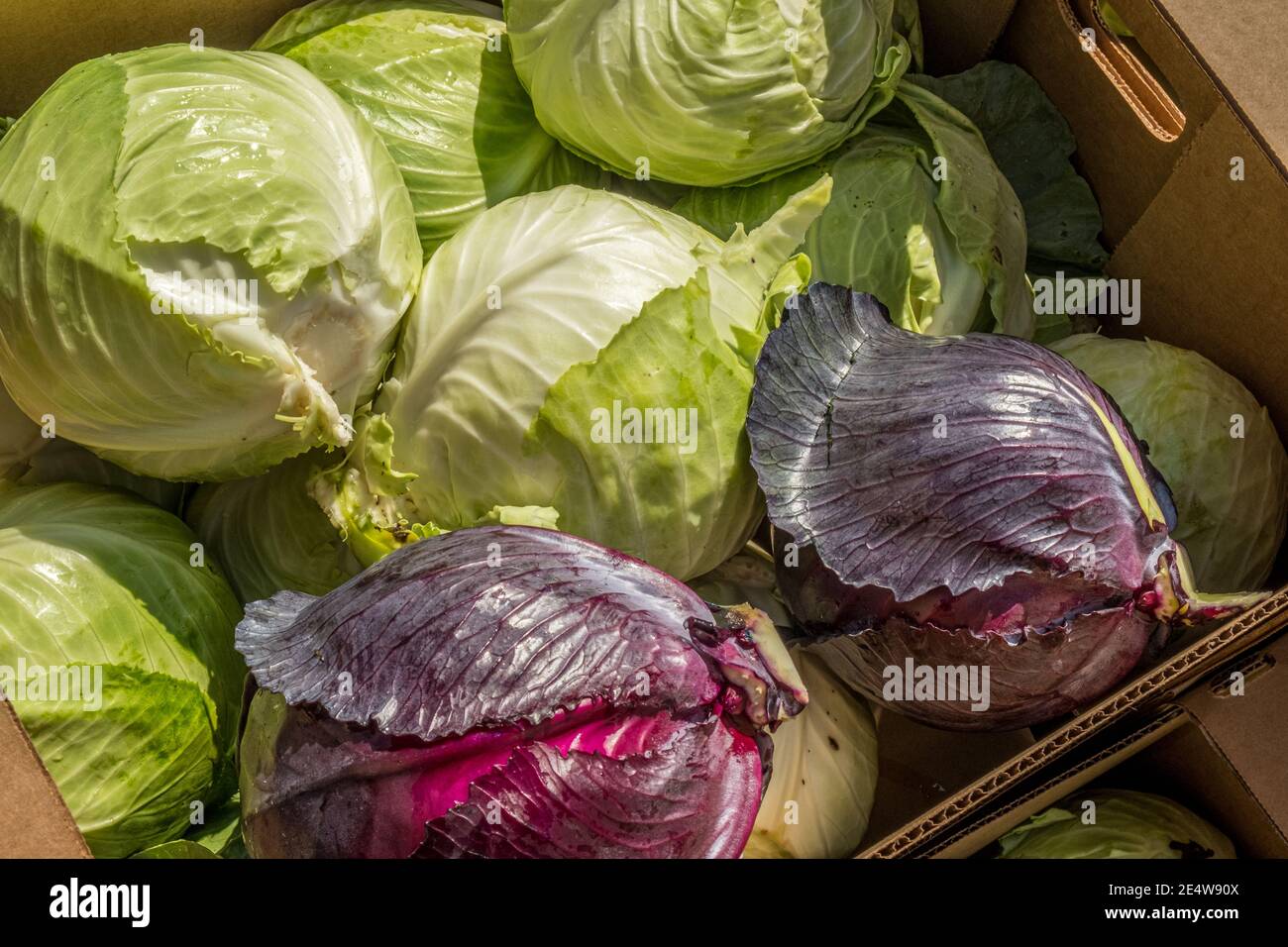 Heads of cabbage ready for delivery Stock Photo - Alamy