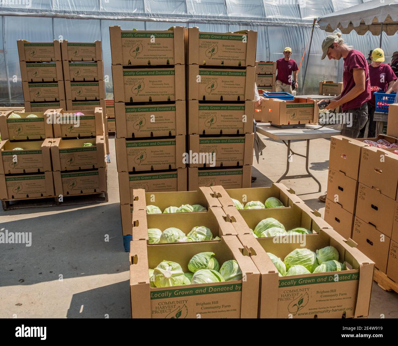 Cabbage summer hi-res stock photography and images - Alamy