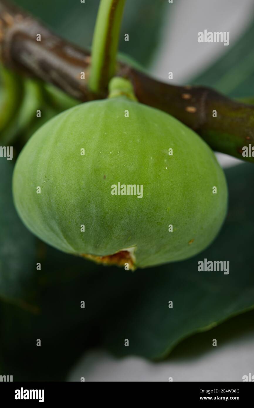 Ripe fig tree hi-res stock photography and images - Alamy