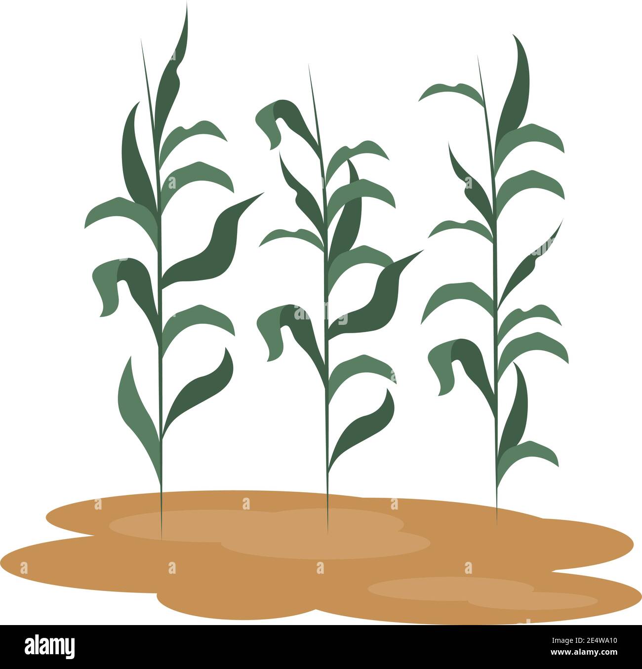 Farm corn plants design, Agronomy lifestyle agriculture harvest and ...