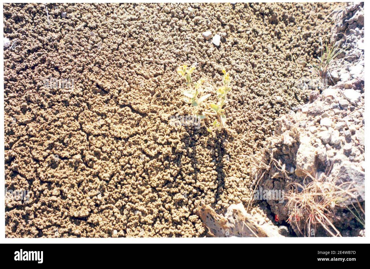 Mentzelia mollis plant in SW Idaho Stock Photo - Alamy