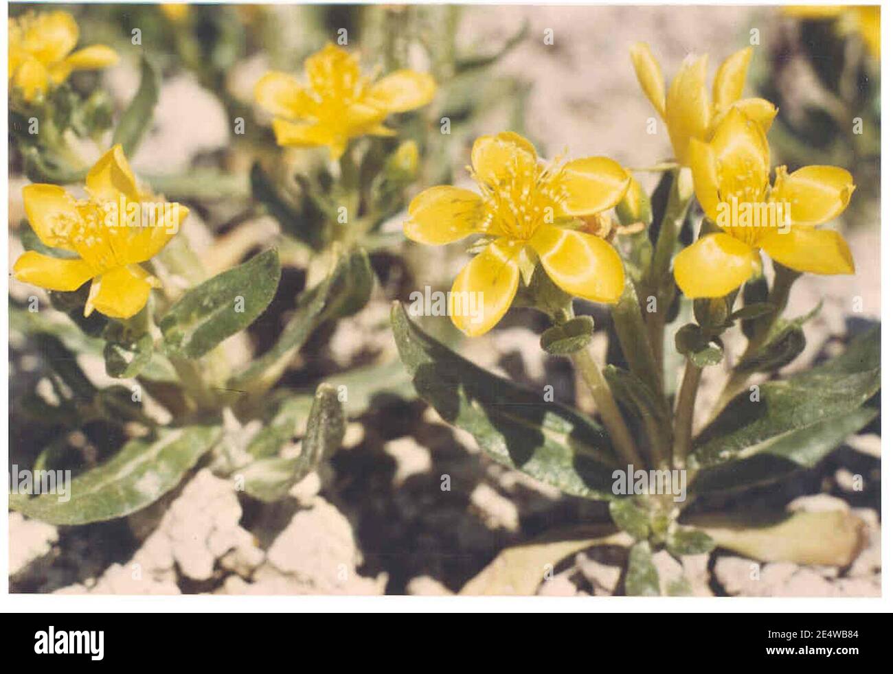 Mentzelia mollis flowering in SW Idaho 4 Stock Photo - Alamy