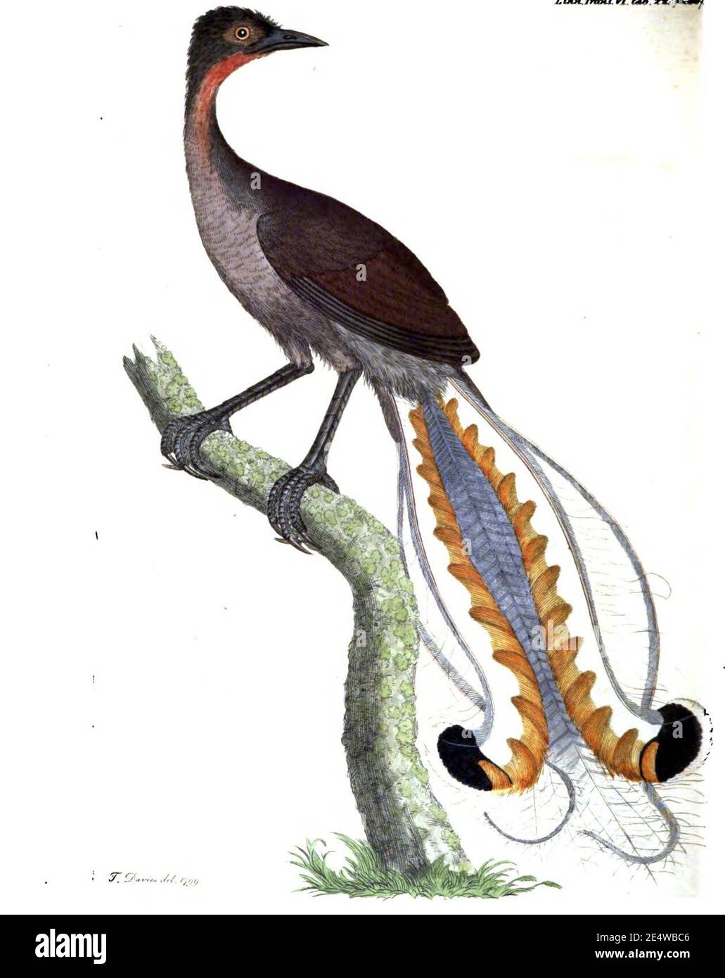 Menura superba - Thomas Davies Stock Photo - Alamy