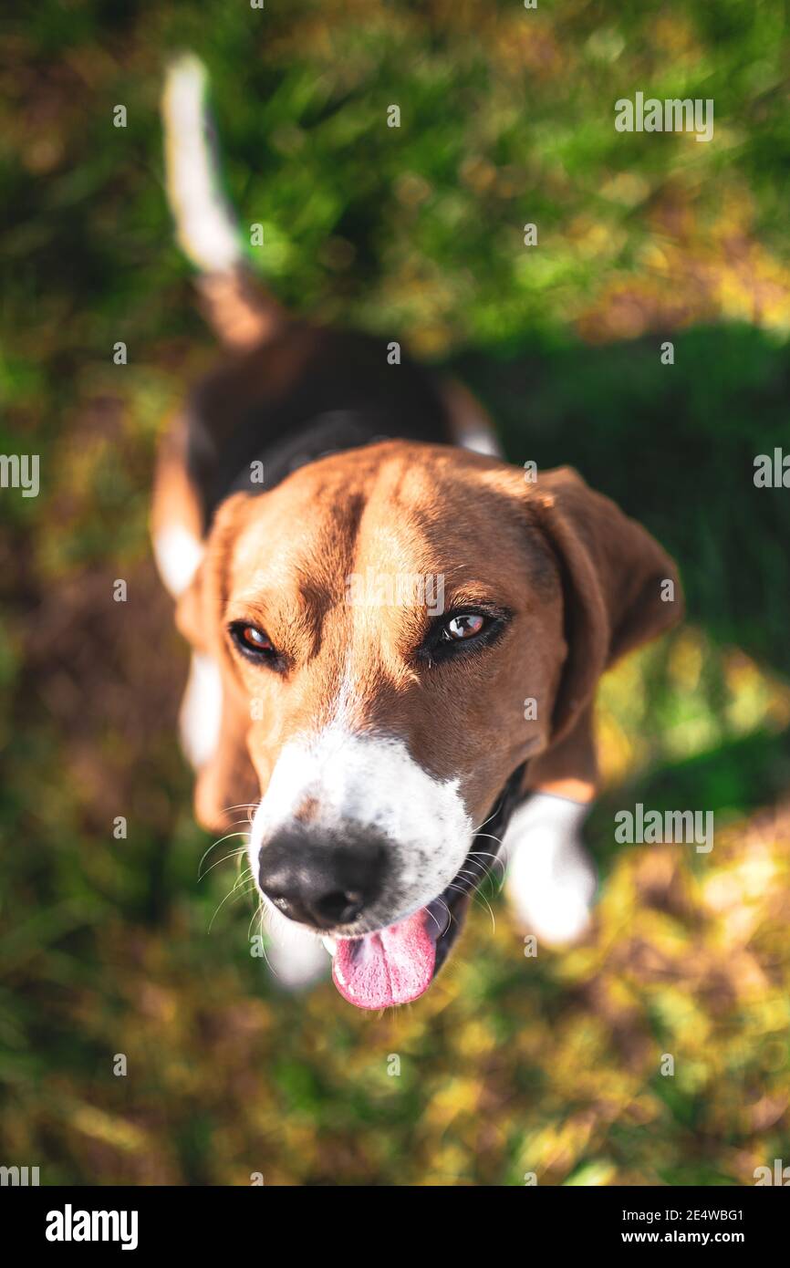 Beagle dog playing in the nature Stock Photo - Alamy