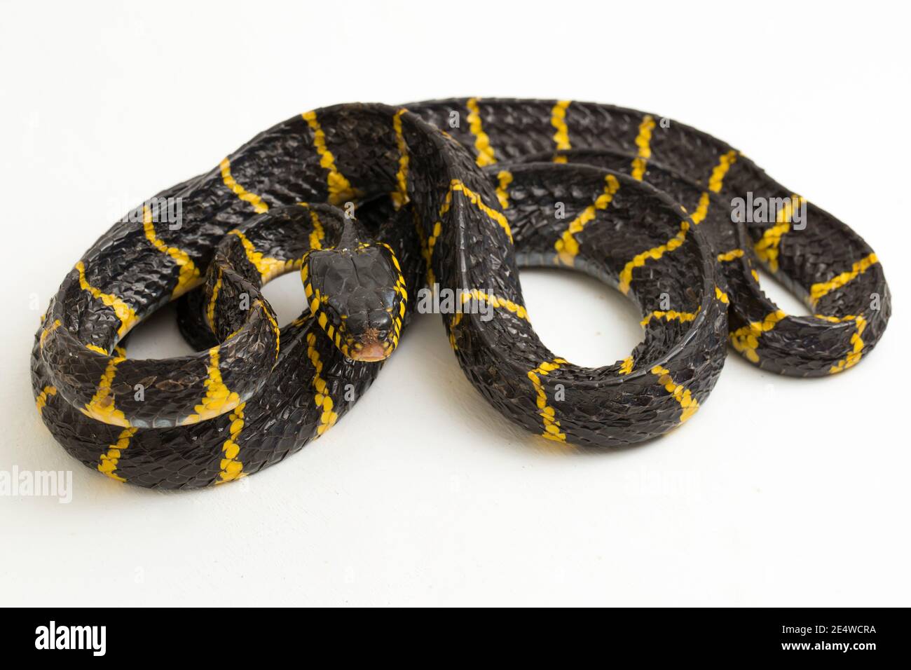 Boiga dendrophila, commonly called the mangrove snake or gold-ringed ...