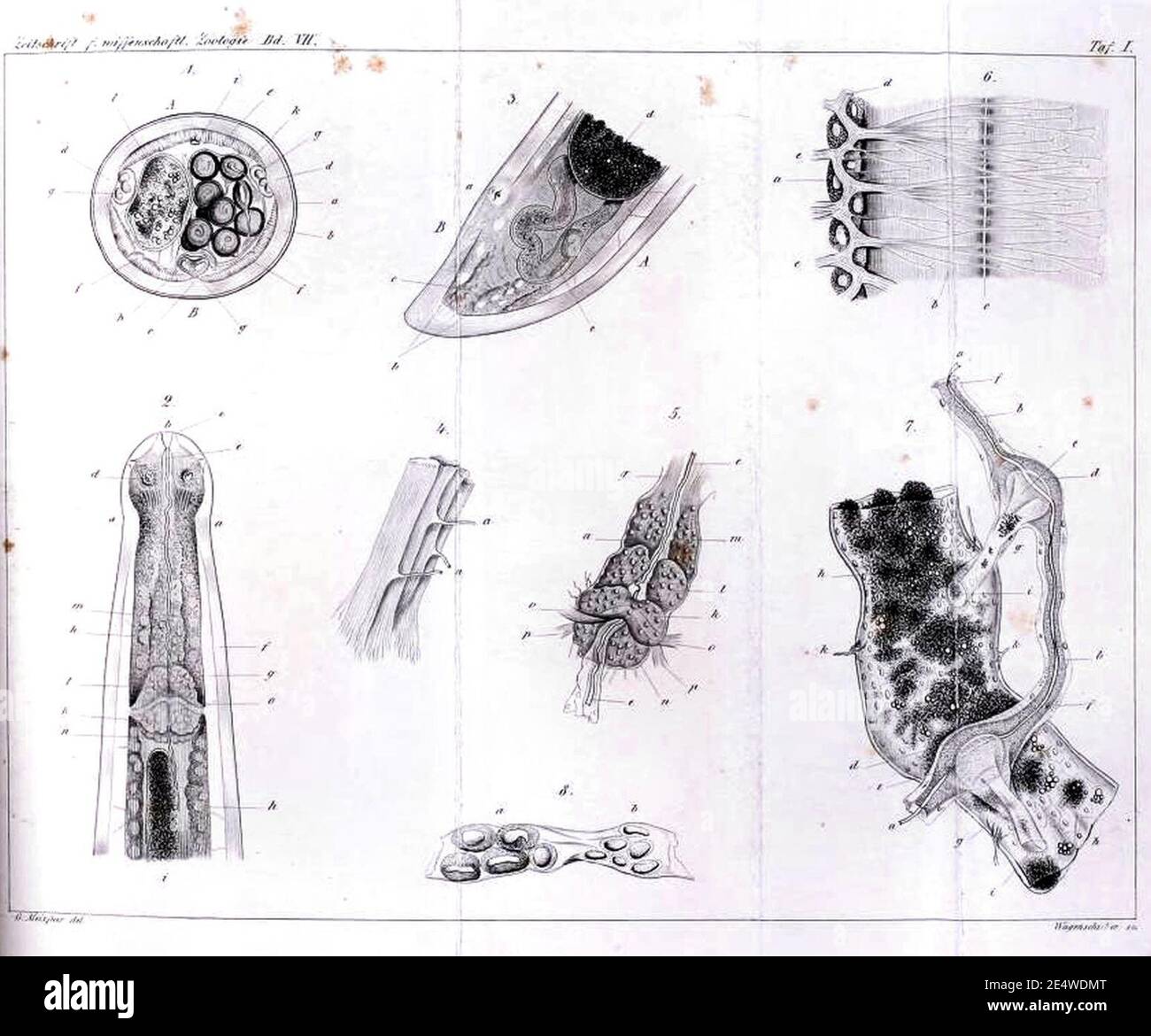 Mermis nigrescens hi-res stock photography and images - Alamy