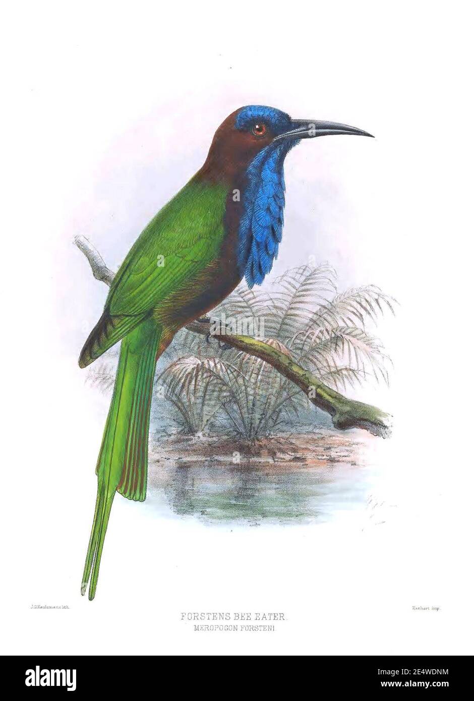 Forsteni Cut Out Stock Images & Pictures - Alamy