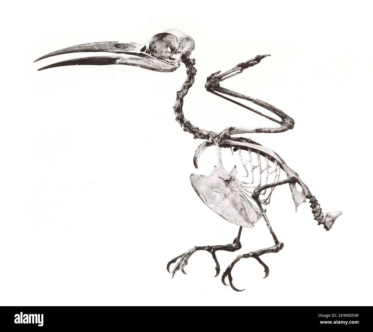 Forsteni hi-res stock photography and images - Alamy