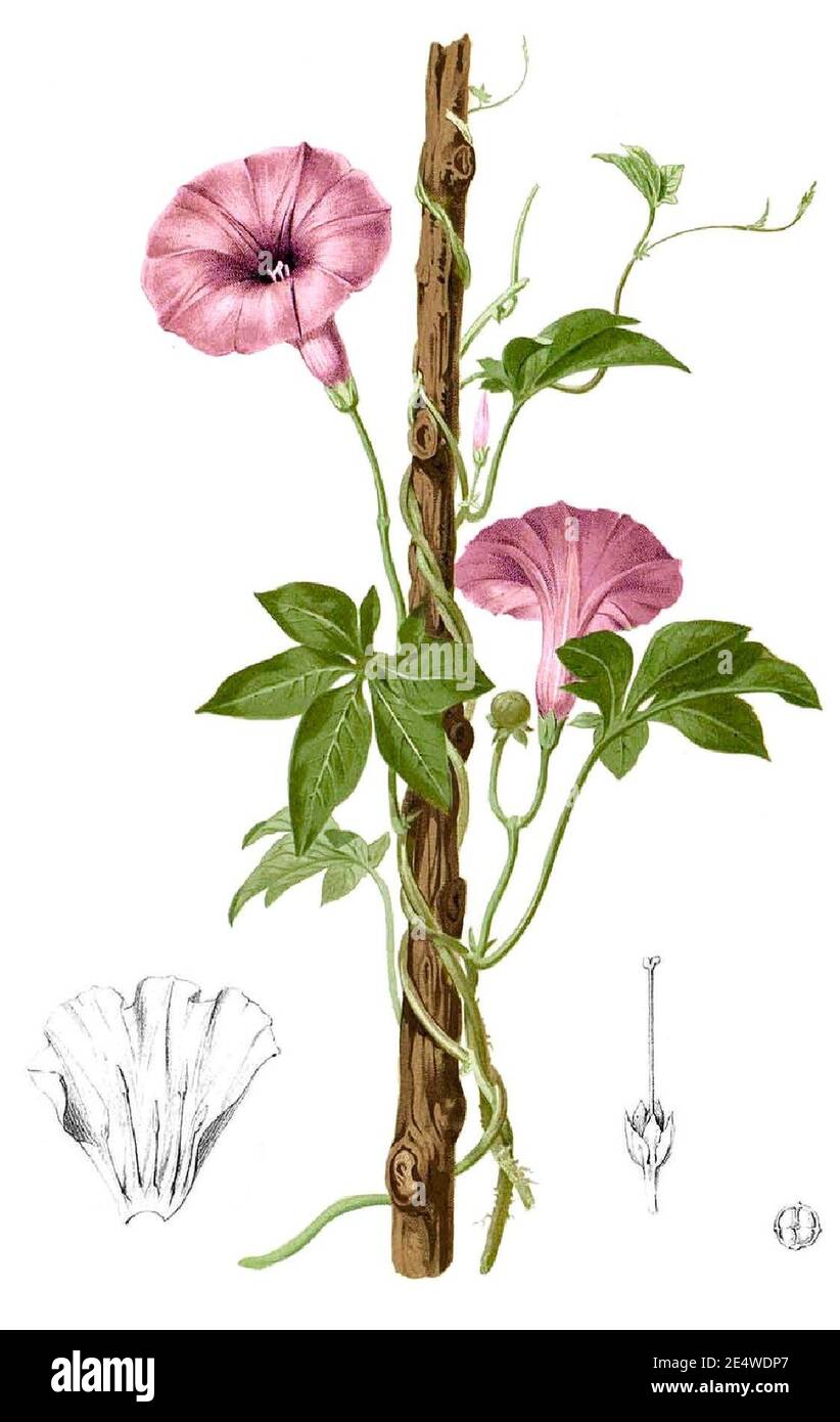 Merremia hi-res stock photography and images - Alamy