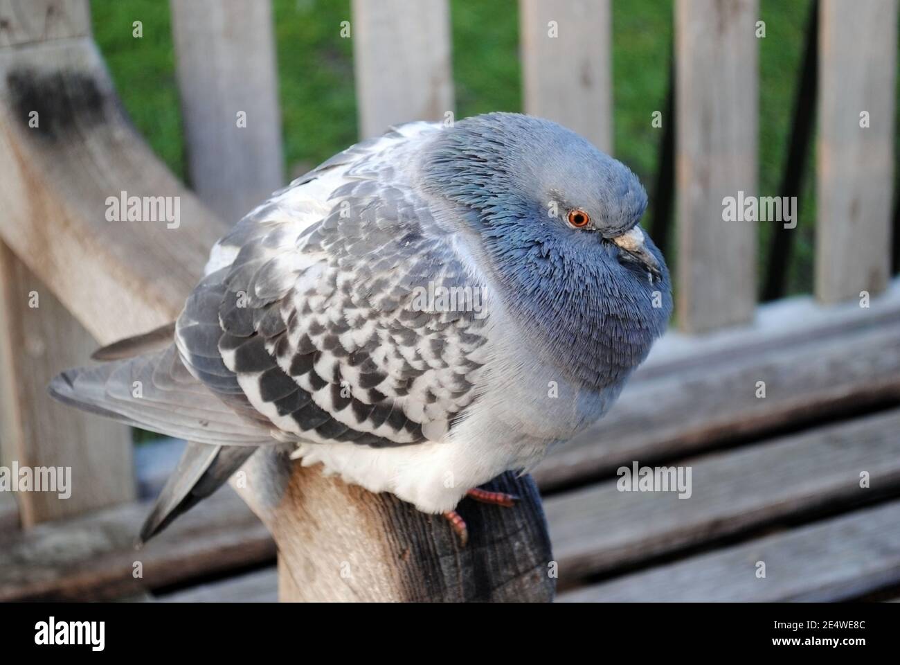 A lone pigeon peched on wooden bench in Hyde Park, London, UK Stock ...