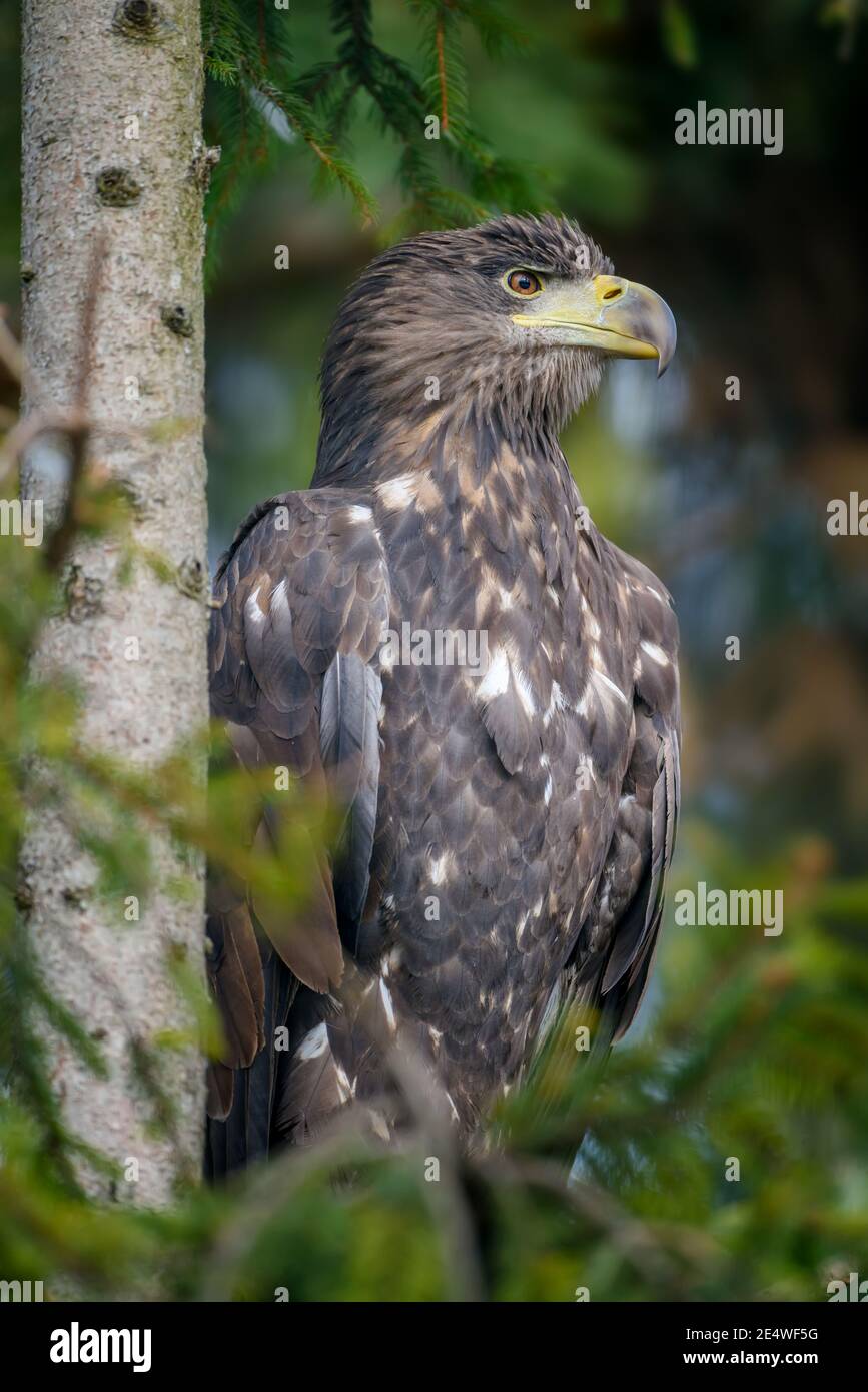White-tailed eagle sitting on pine tree branch. Danger animal in nature ...