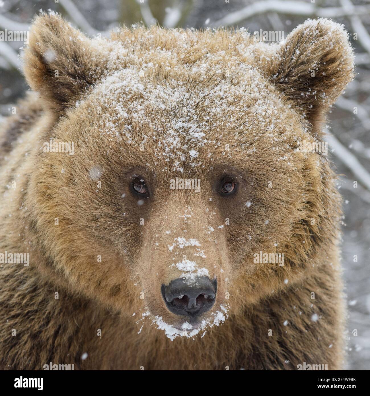 Close wild big brown bear portrait in winter forest. Danger animal in ...
