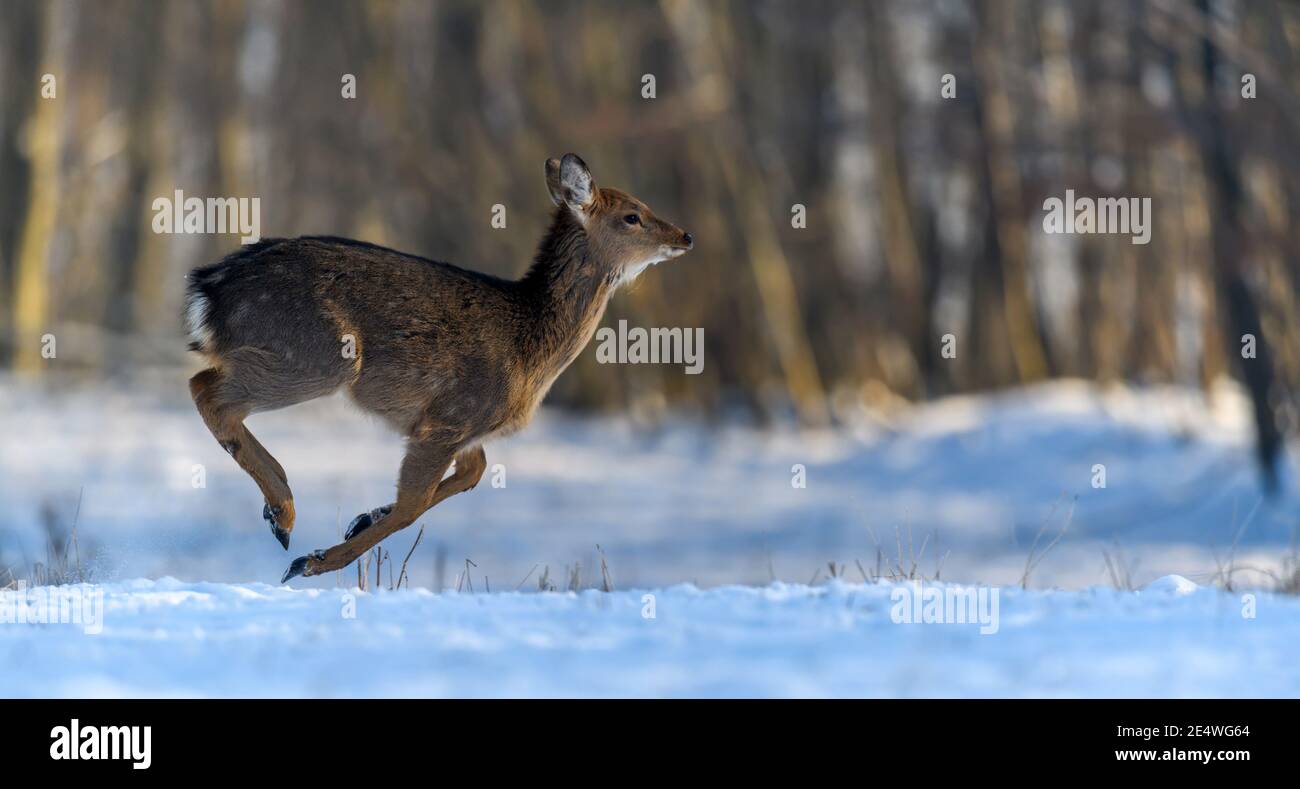 Close young majestic red deer in winter forest. Cute wild mammal in ...