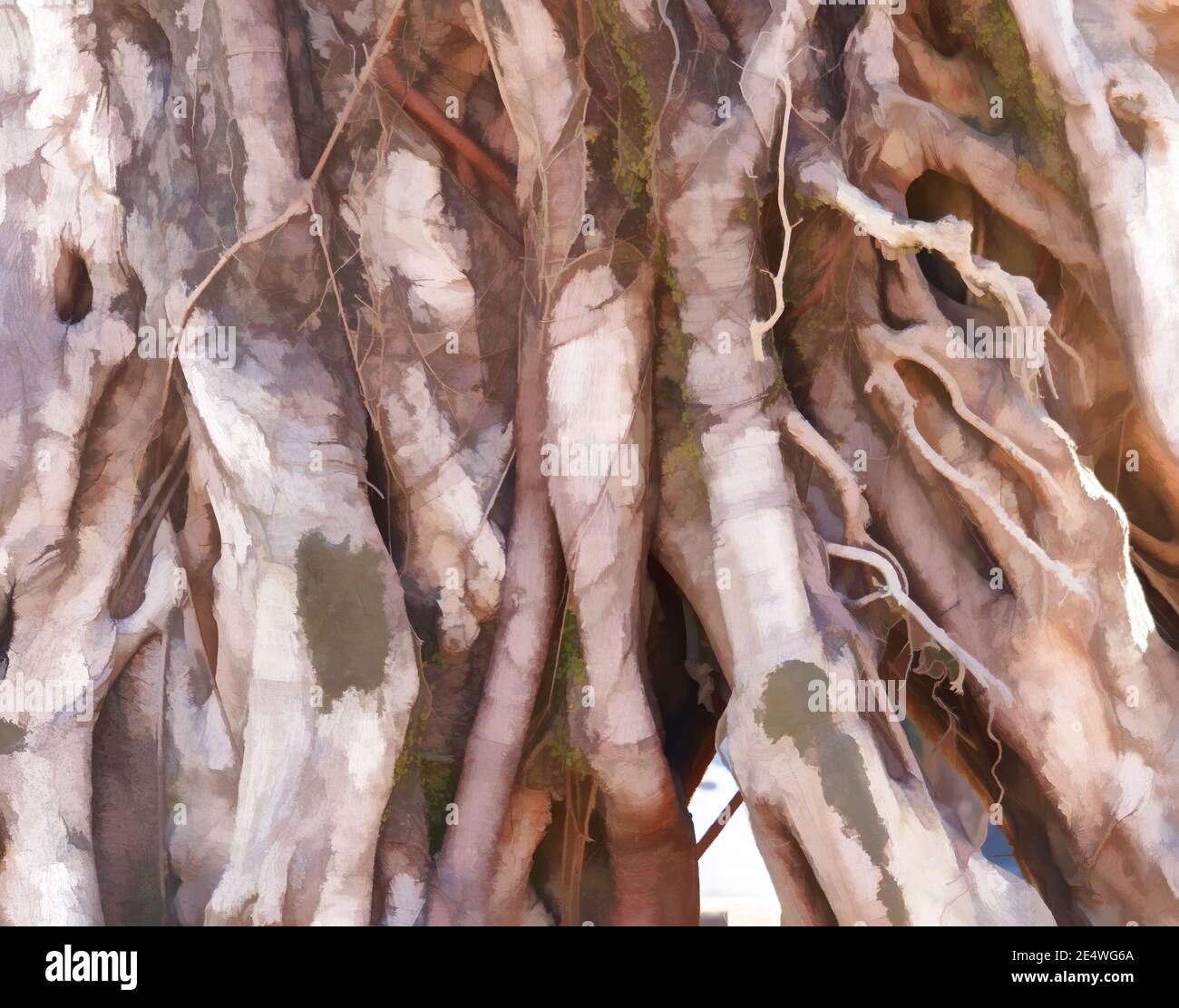 Bottom of trunk is formed by various gnarly roots, in different sizes ...