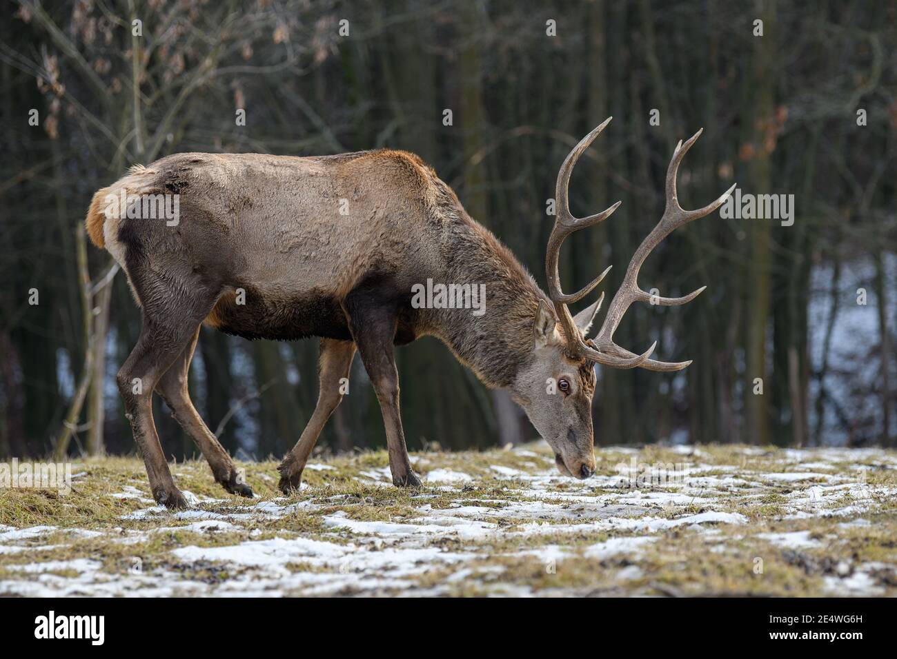 Majestic red deer stag in forest. Animal in nature habitat. Big mammal ...