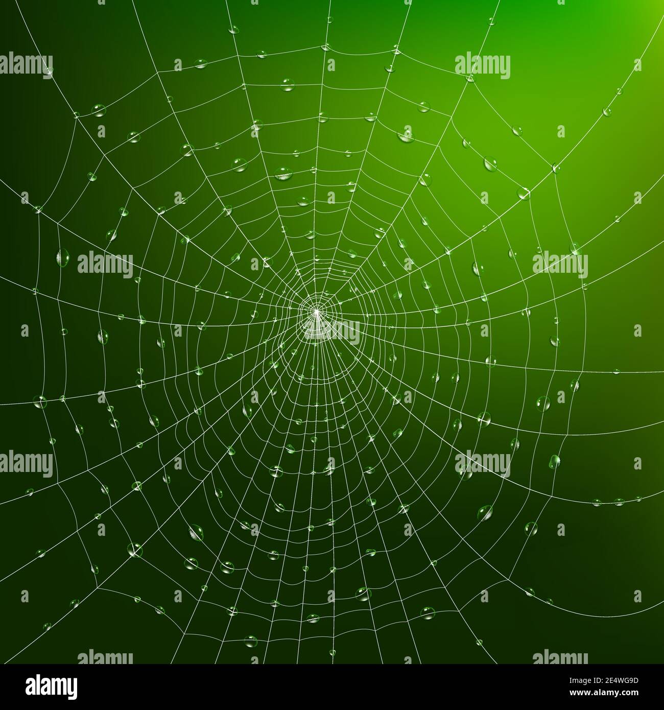Realistic spider web with water drops on green background vector ...
