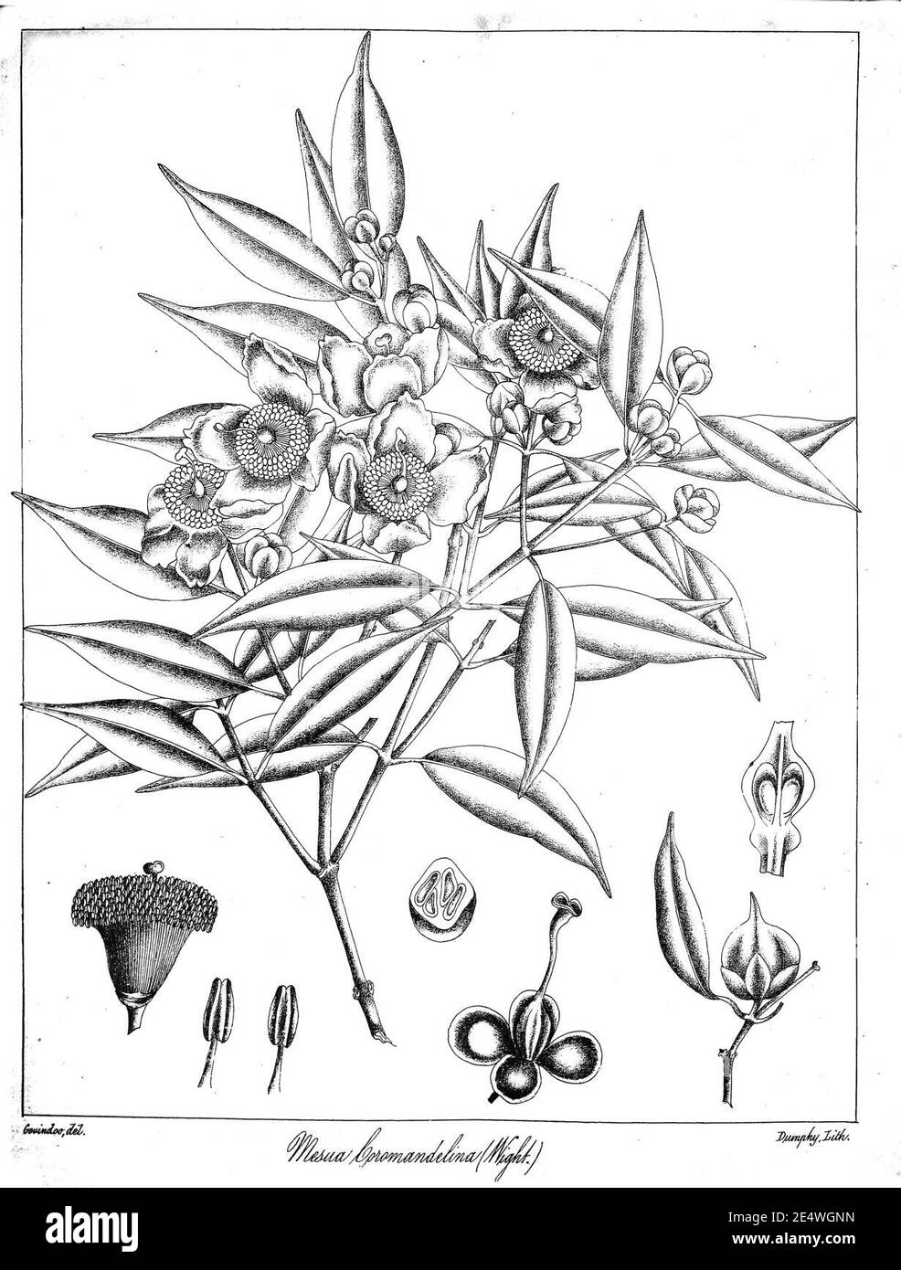 Mesua hi-res stock photography and images - Alamy