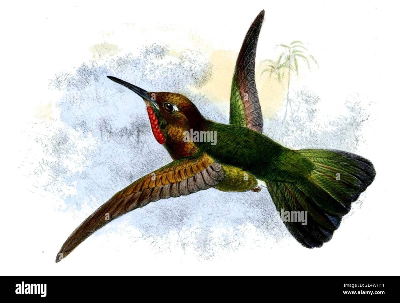 Metallura hi-res stock photography and images - Alamy