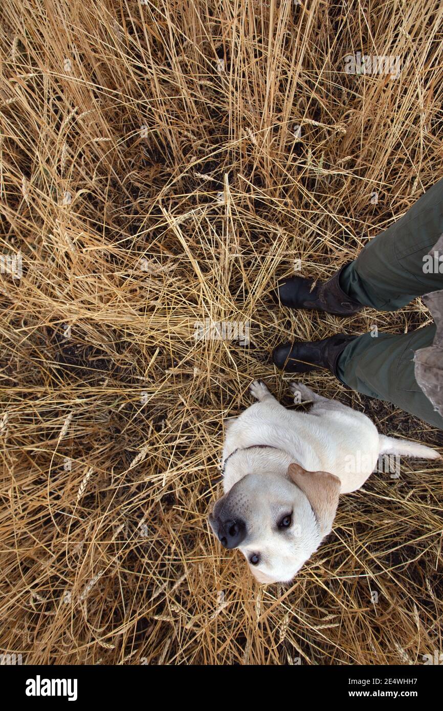 Man walking yellow labrador dog hi-res stock photography and images - Alamy