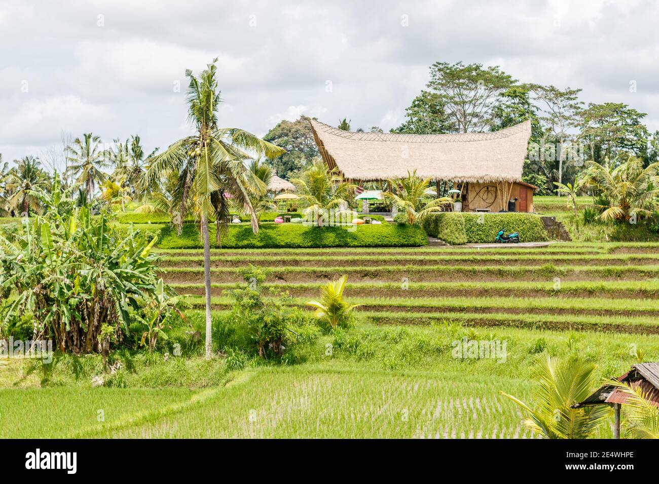 Rice field, palm trees and houses, rural landscape, Ubud, Bali Island ...