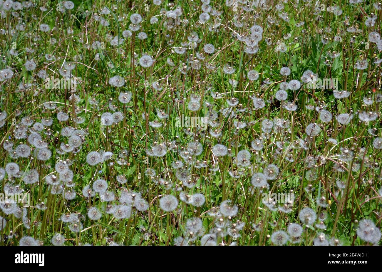 Green spring background with dandelions Stock Photo - Alamy