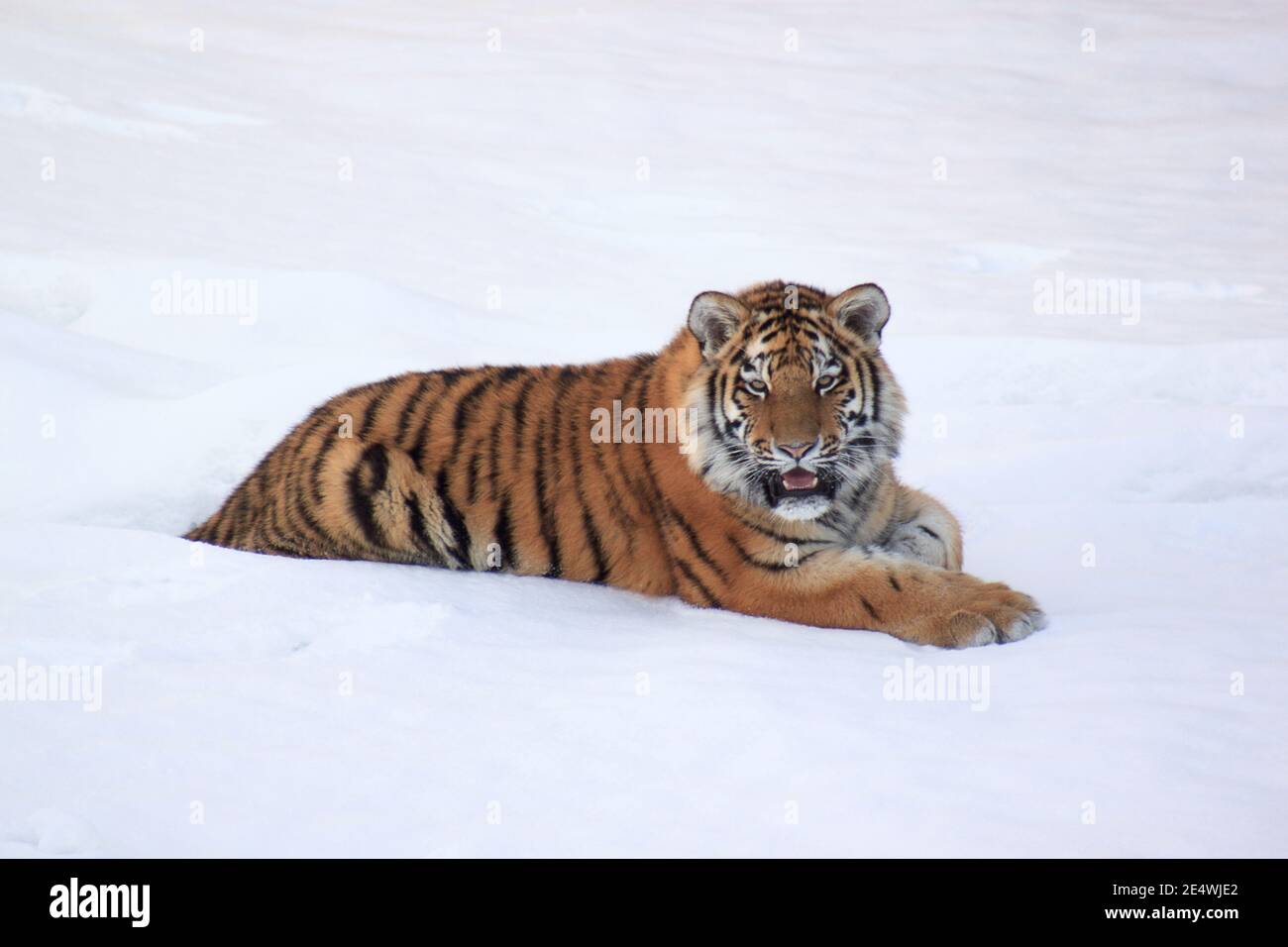 Wild siberian tiger is resting after hunting on a white snow. Animals ...
