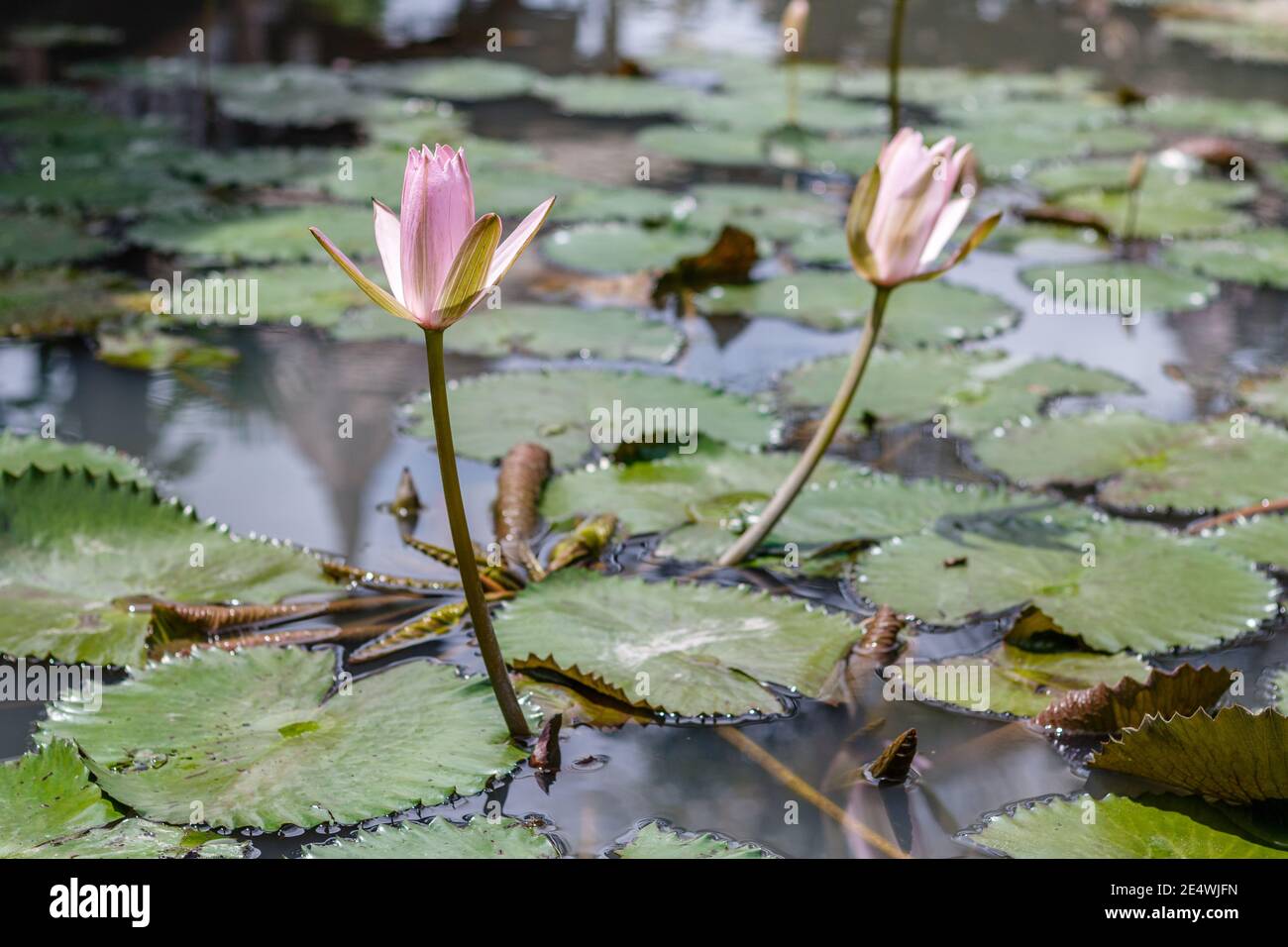 Pink water lilly nymphaeaceae hi-res stock photography and images - Alamy