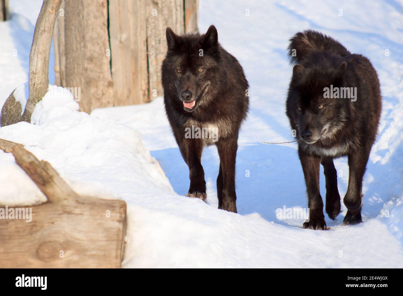 Two black canadian wolves are running on a white snow. Animals in ...