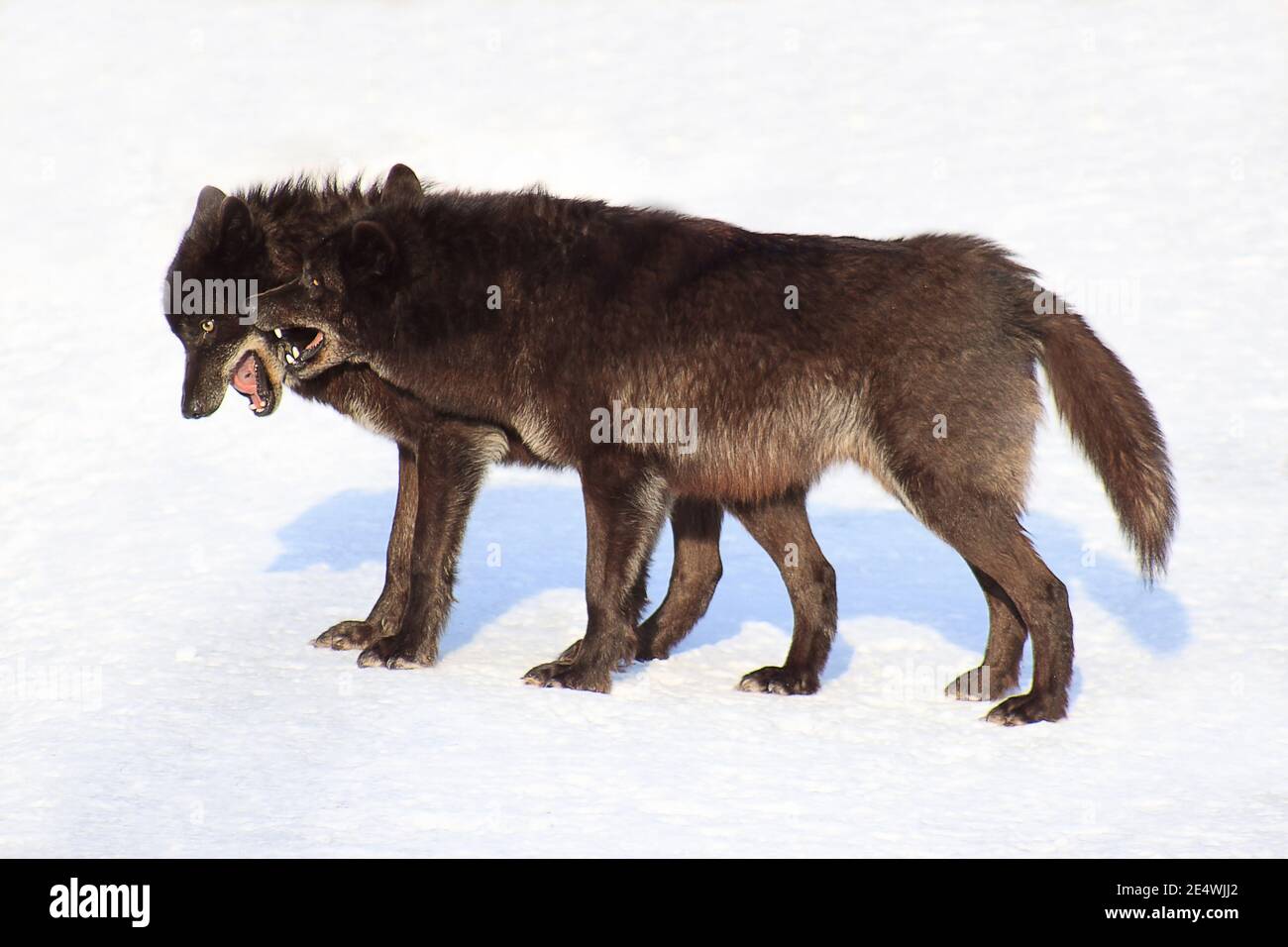 Canadian wolves hi-res stock photography and images - Alamy