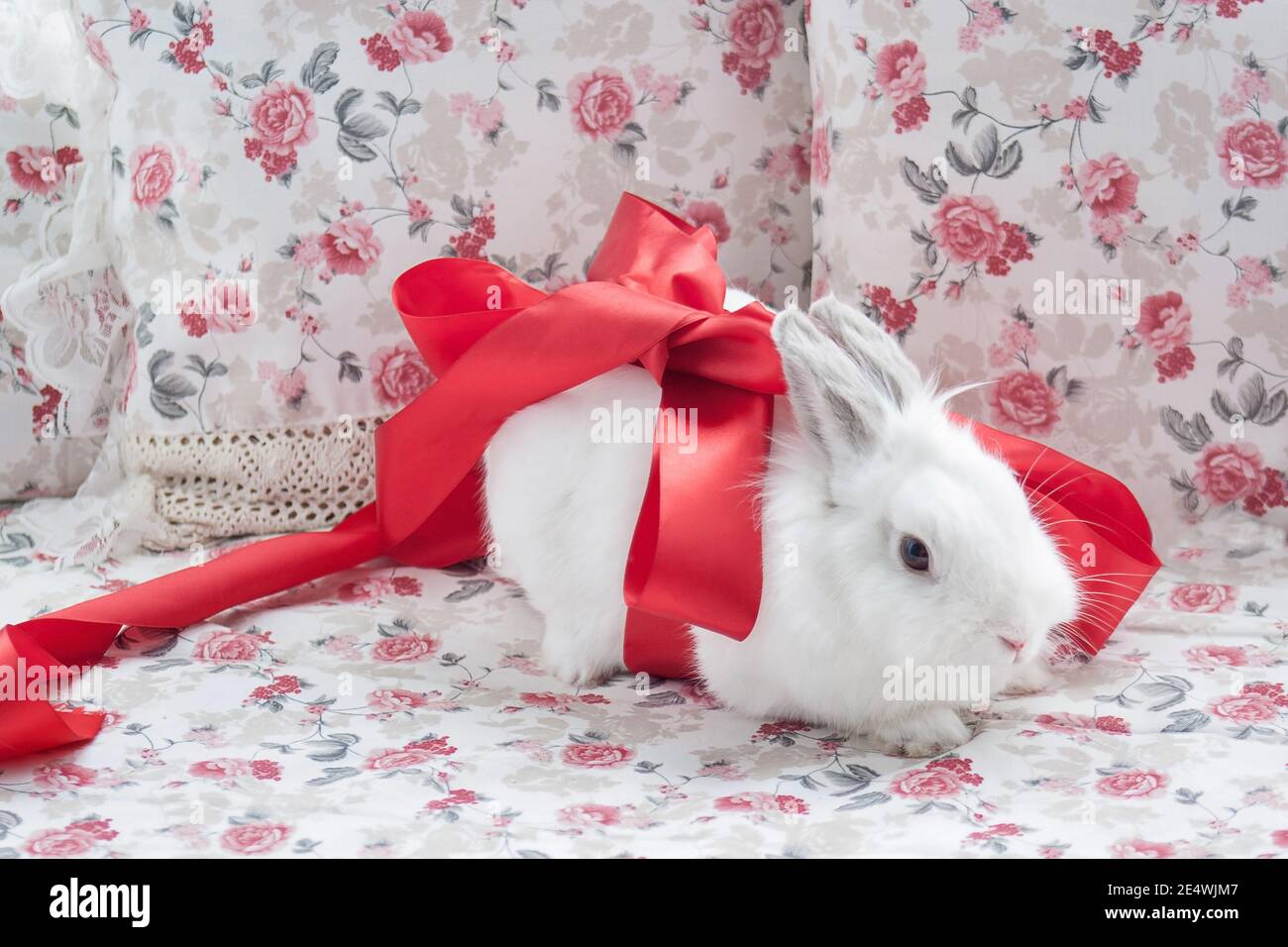 White rabbit in a graceful red ribbon. Pet animals Stock Photo - Alamy