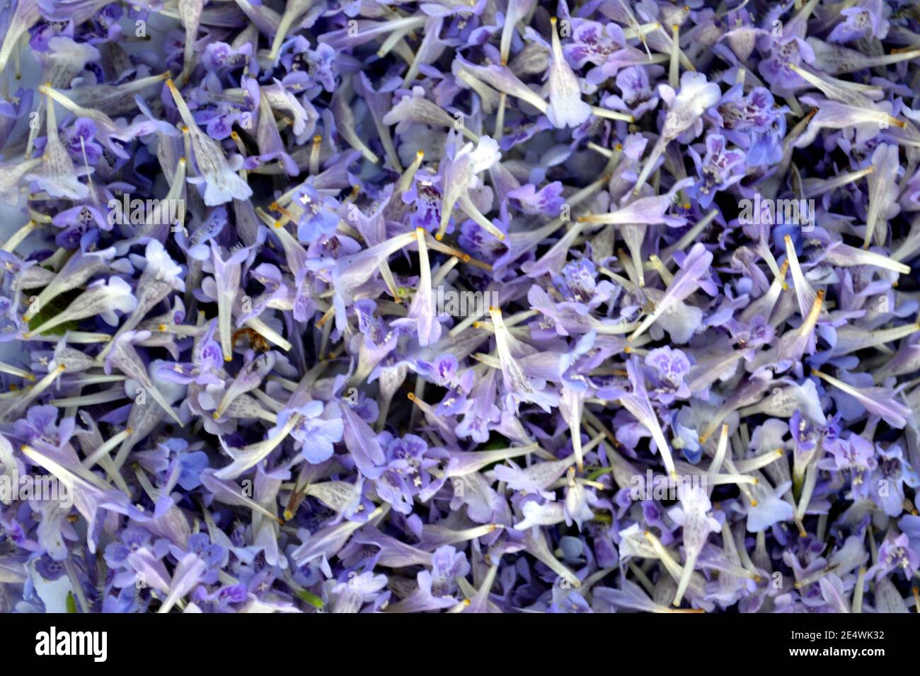 Pile of purple flowers of Glechoma hederacea Stock Photo - Alamy