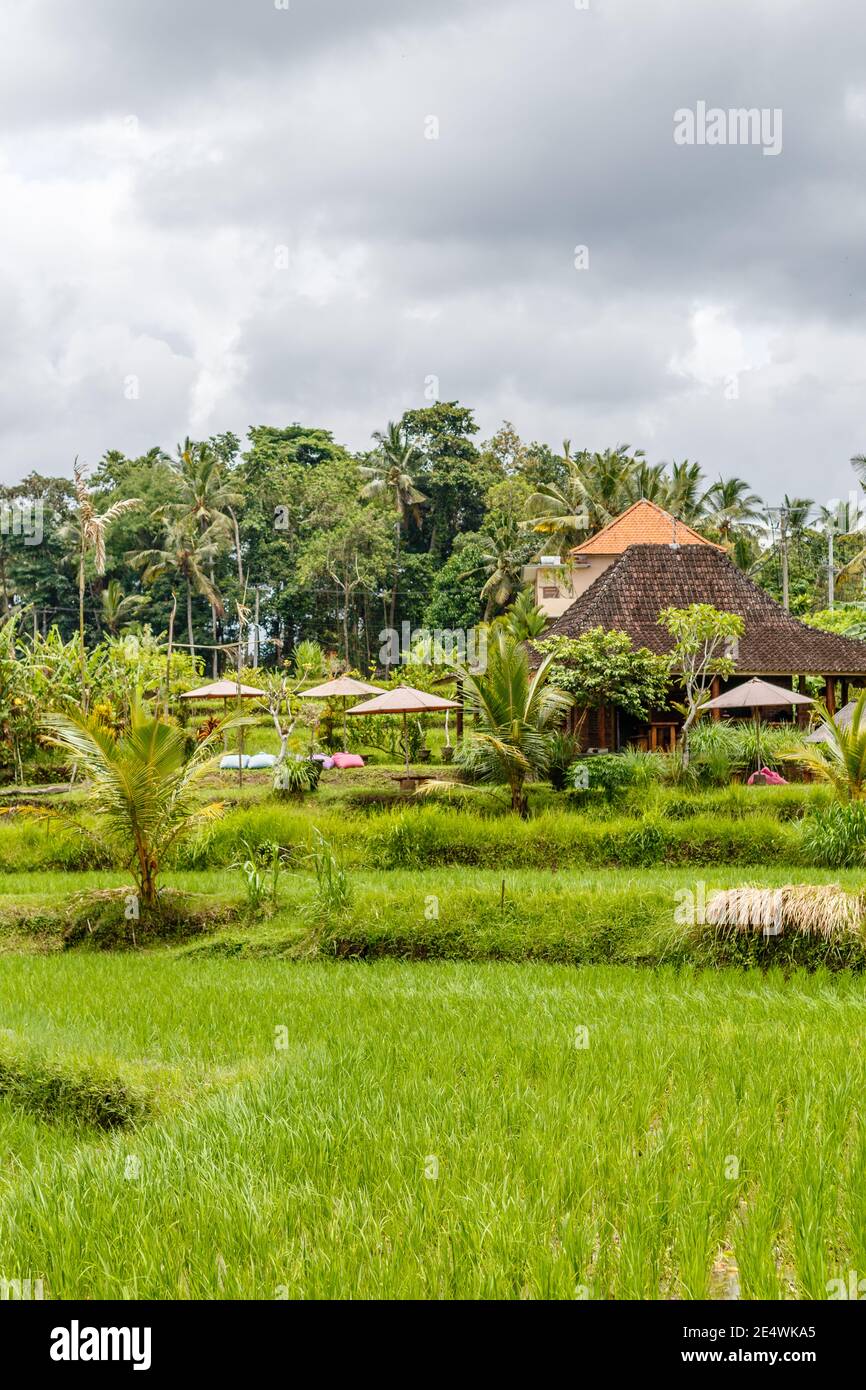 Rice field, palm trees and houses, rural landscape, Ubud, Bali Island ...