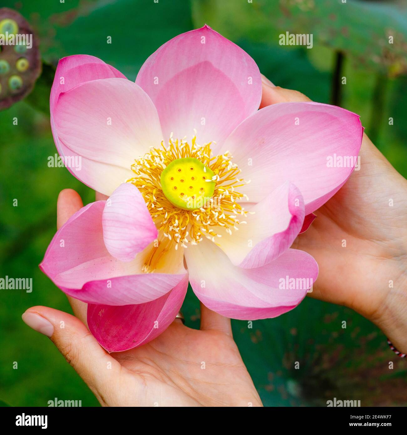 Blooming pink Wild Lotus Flower, Ubud, Bali Island, Indonesia Stock ...