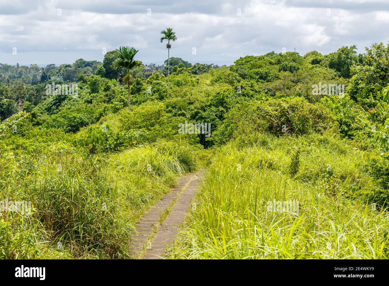 Ubud campuhan ridge walk hi-res stock photography and images - Alamy