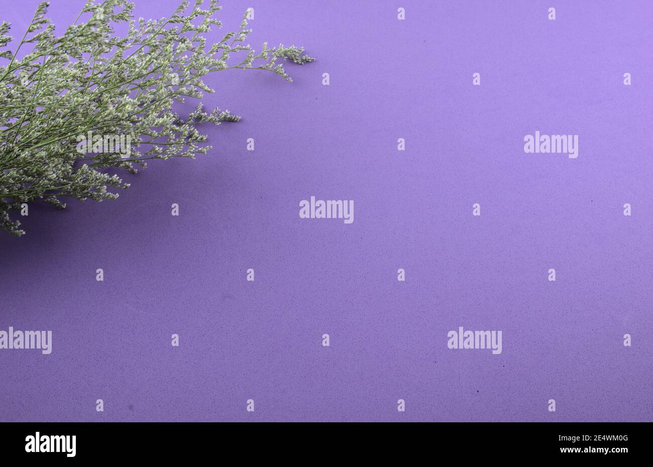 Purple flowers flat lay on purple background. Minimal style, flat lay ...