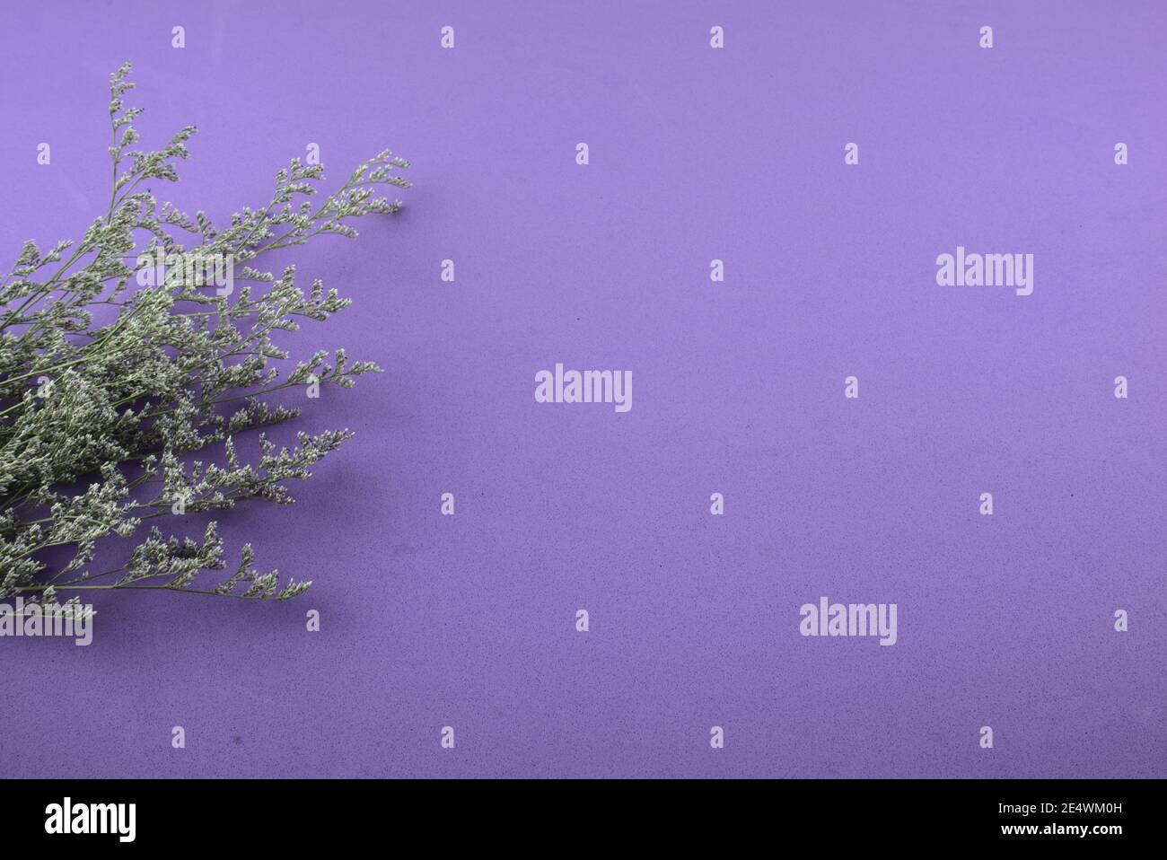 Purple flowers flat lay on blue purple background. Minimal style, flat ...