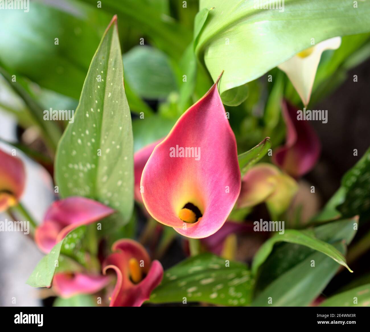 Pink calla lily flowers. Zantedeschia aethiopica or arum lily, Araceae ...