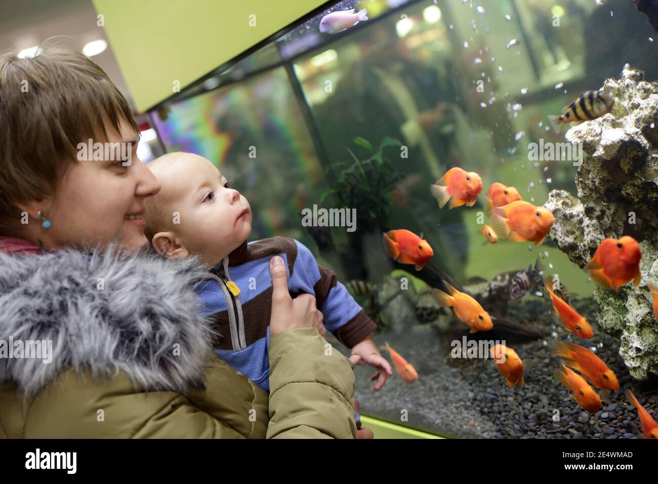 Baby fish and adult swimming hi-res stock photography and images - Alamy