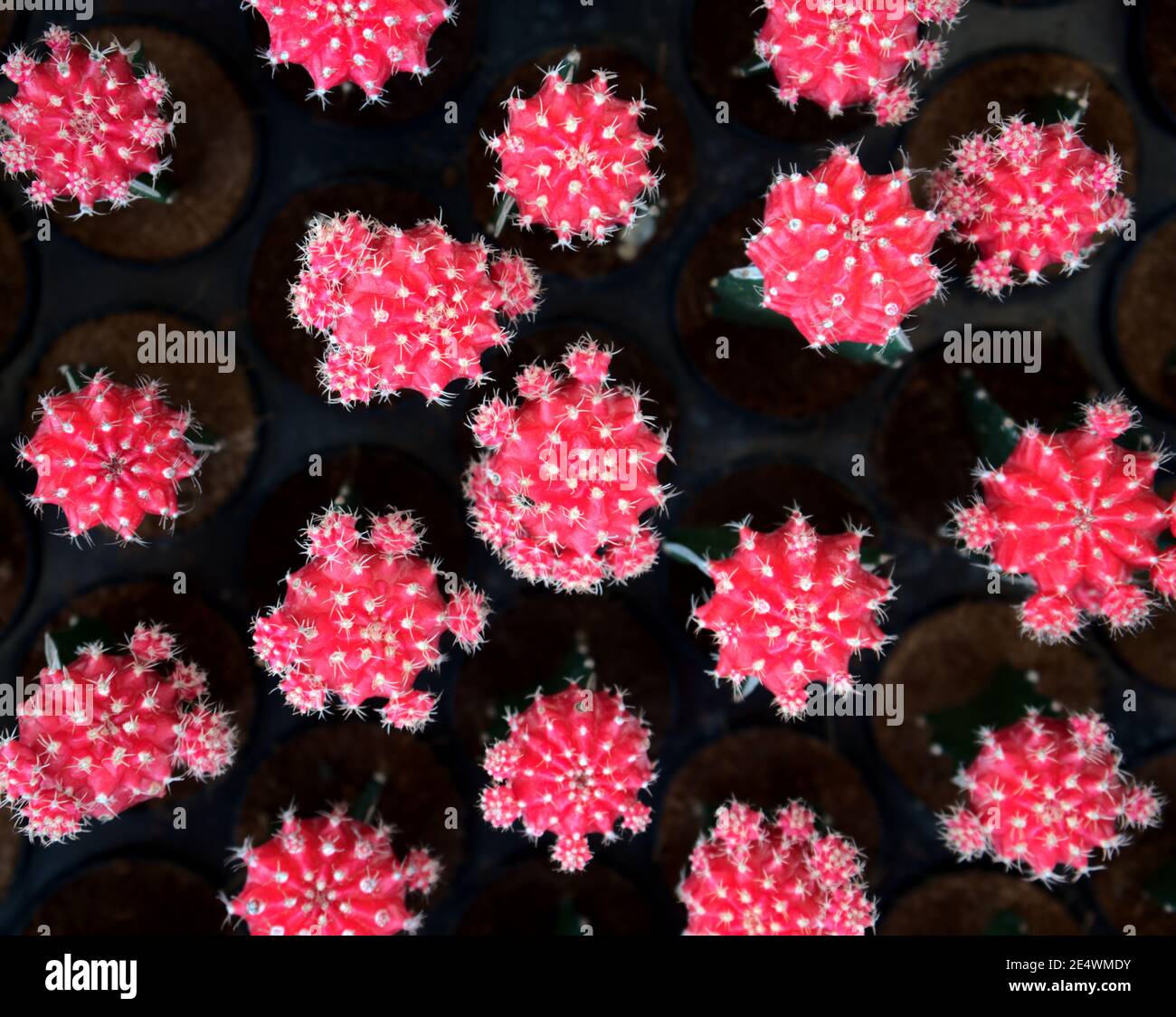 Cacti plant desk pink background hi-res stock photography and images ...