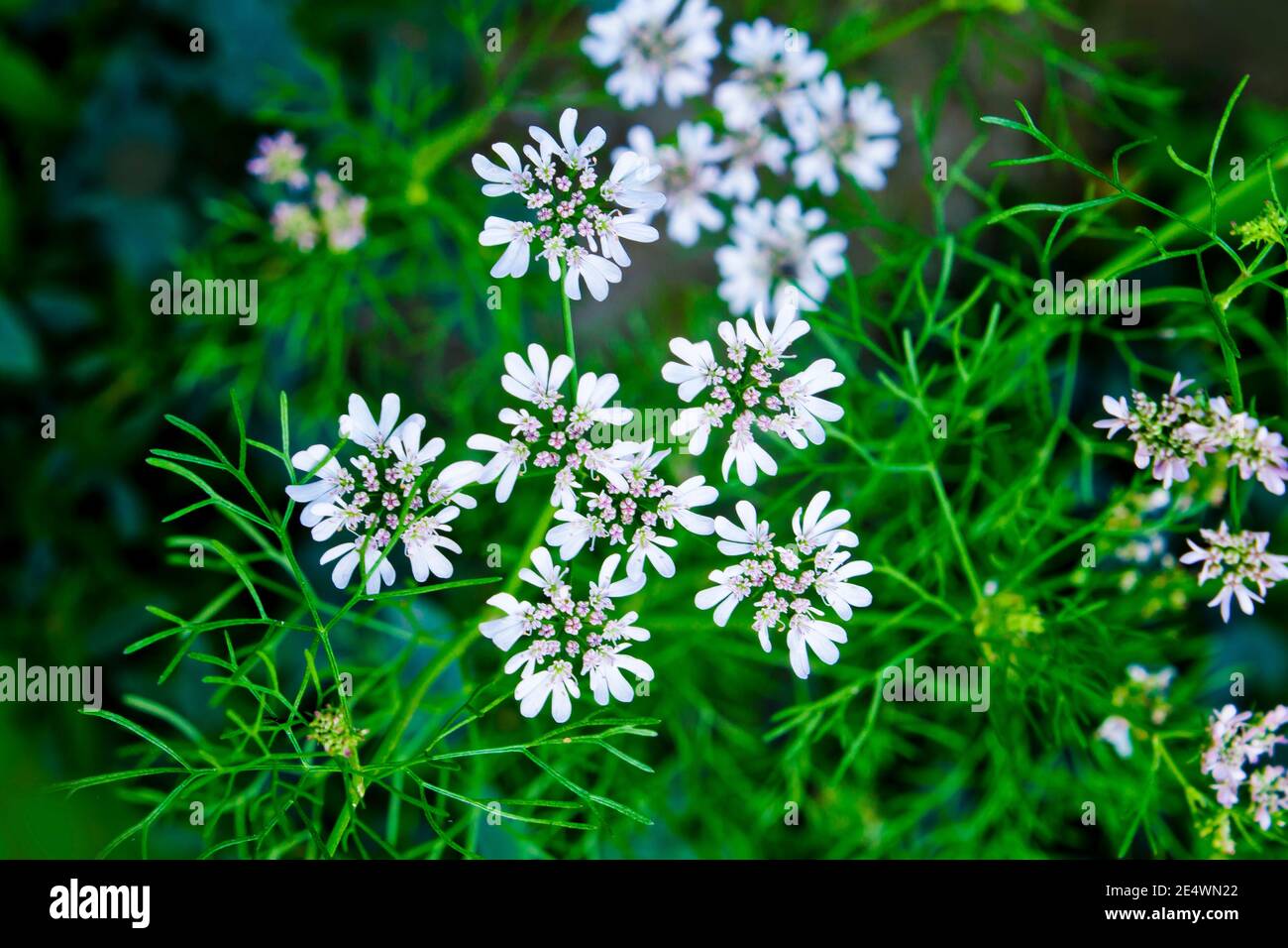 Cilantro flowers are blooming on the plant and that will produce ...