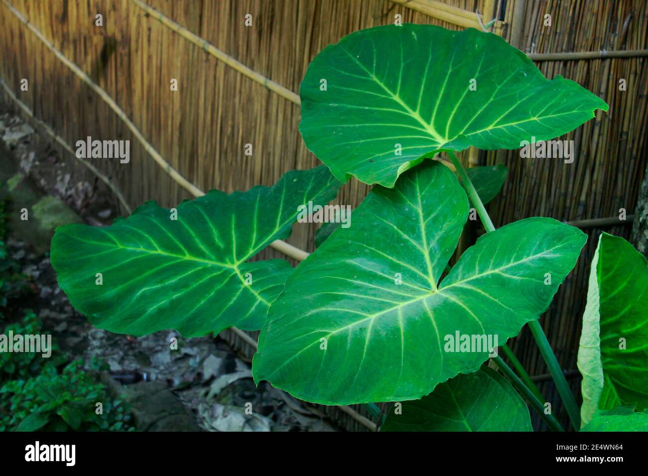 Beautiful insertion of green leaves of Taro root plant Stock Photo - Alamy