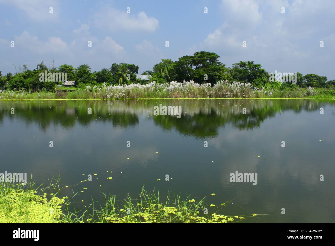 Natural scene of the forest of white kashful flowers(Catkin flower ...