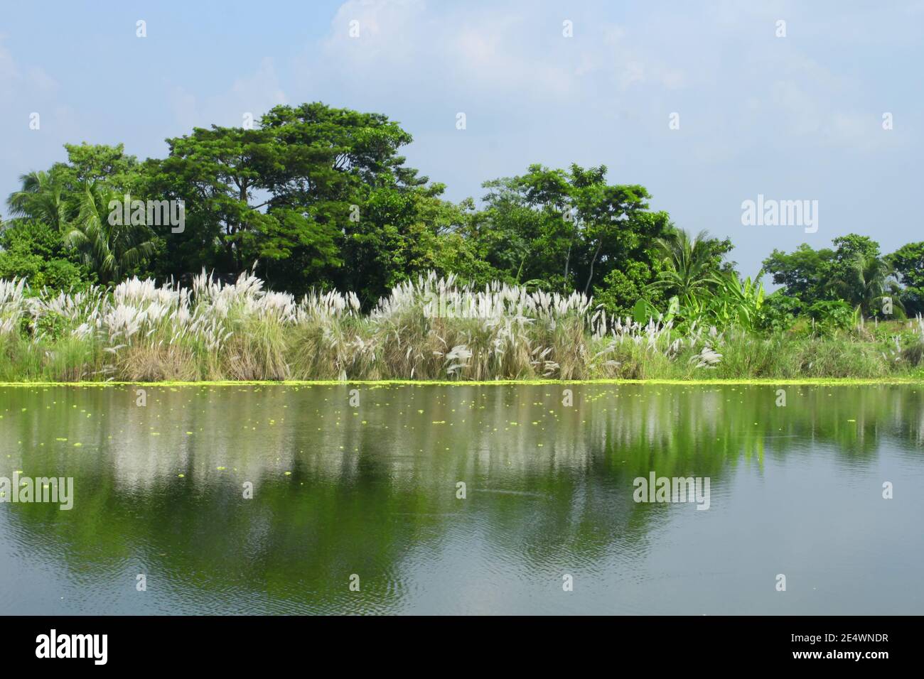Natural scene of the forest of white kashful flowers(Catkin flower ...