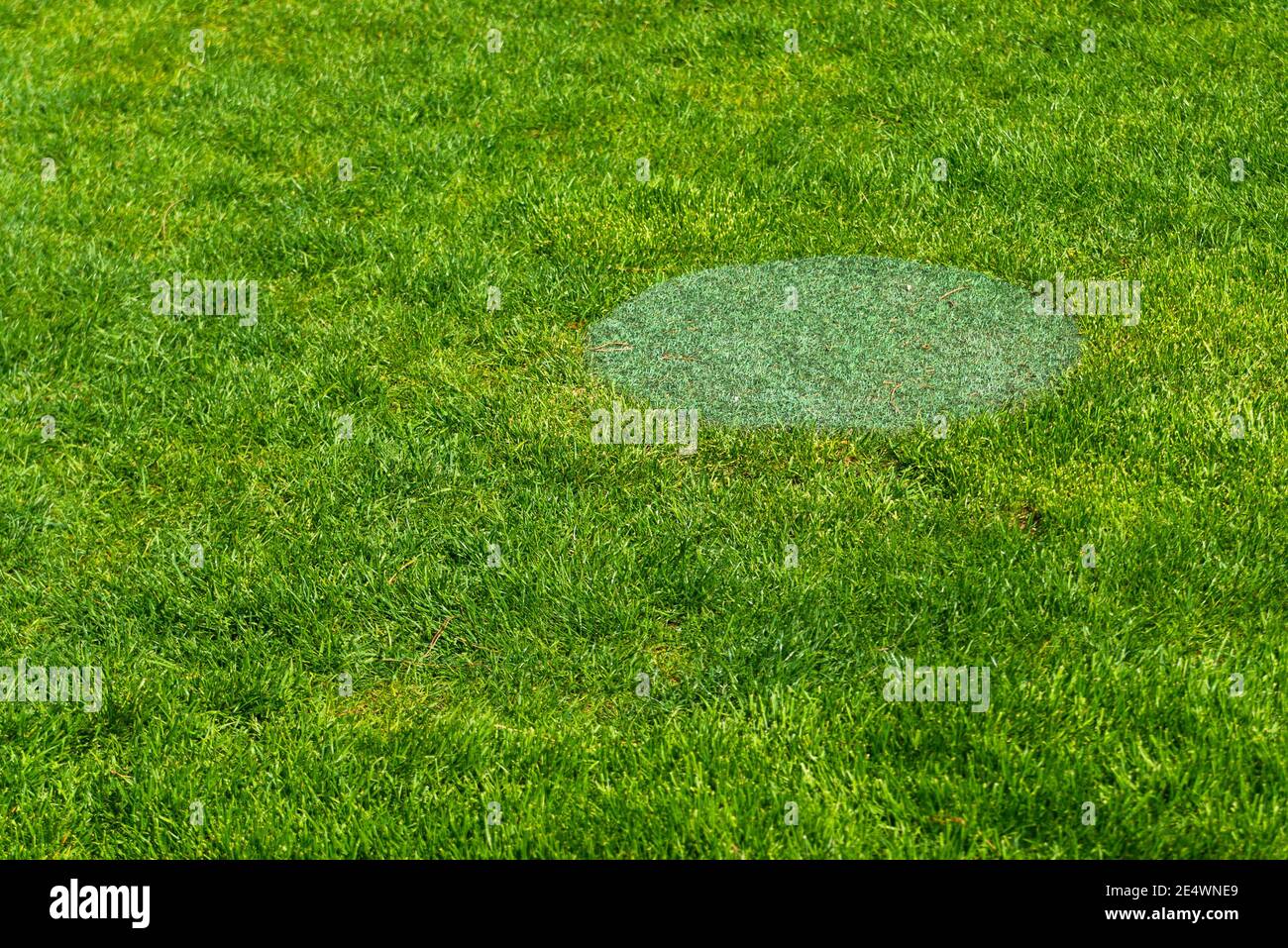 The manhole cover camouflaged as grass on grass in park Stock Photo - Alamy
