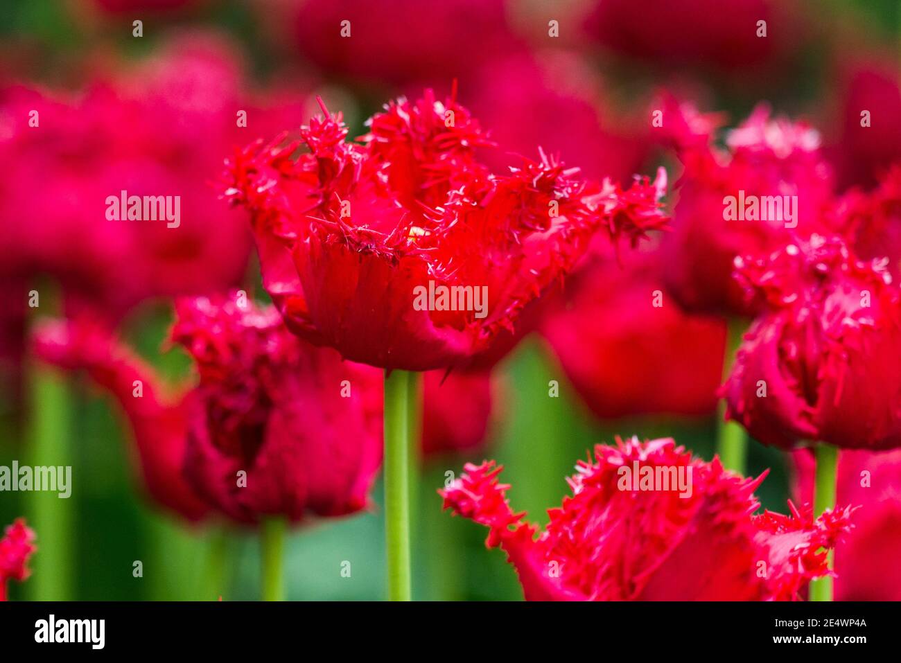 Terry red fringed Tulip in a garden on flower bed Stock Photo - Alamy