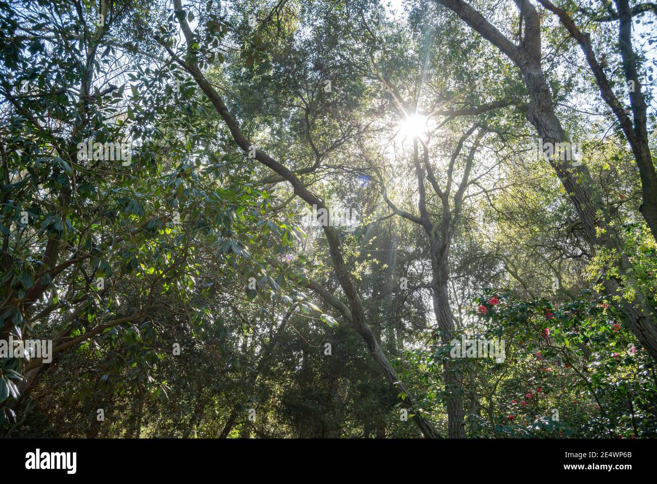 Morning sunny view in a forest at Taiwan Stock Photo - Alamy