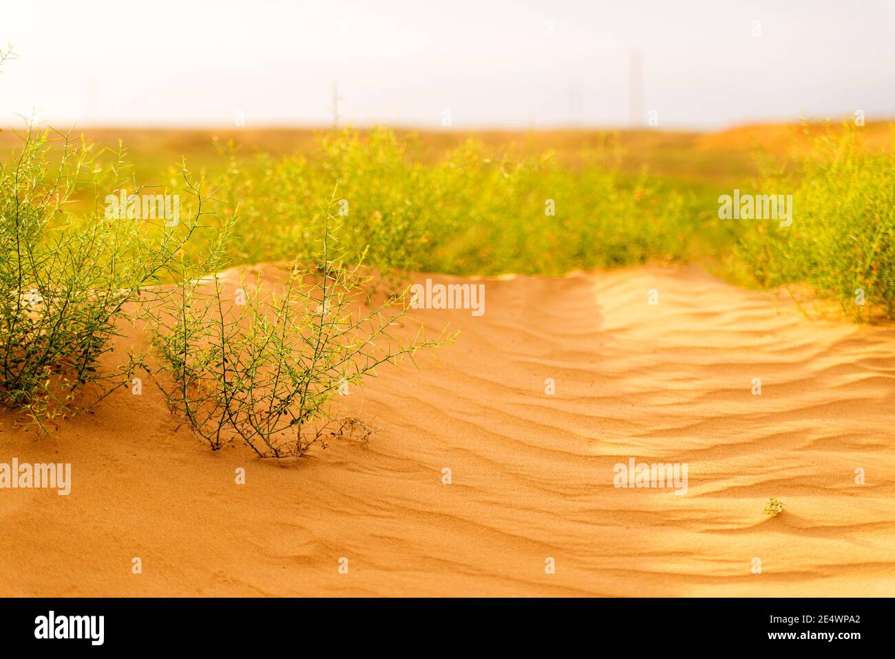 Desert plant. Camel thorn plant. Green bush in the desert. Green grass ...