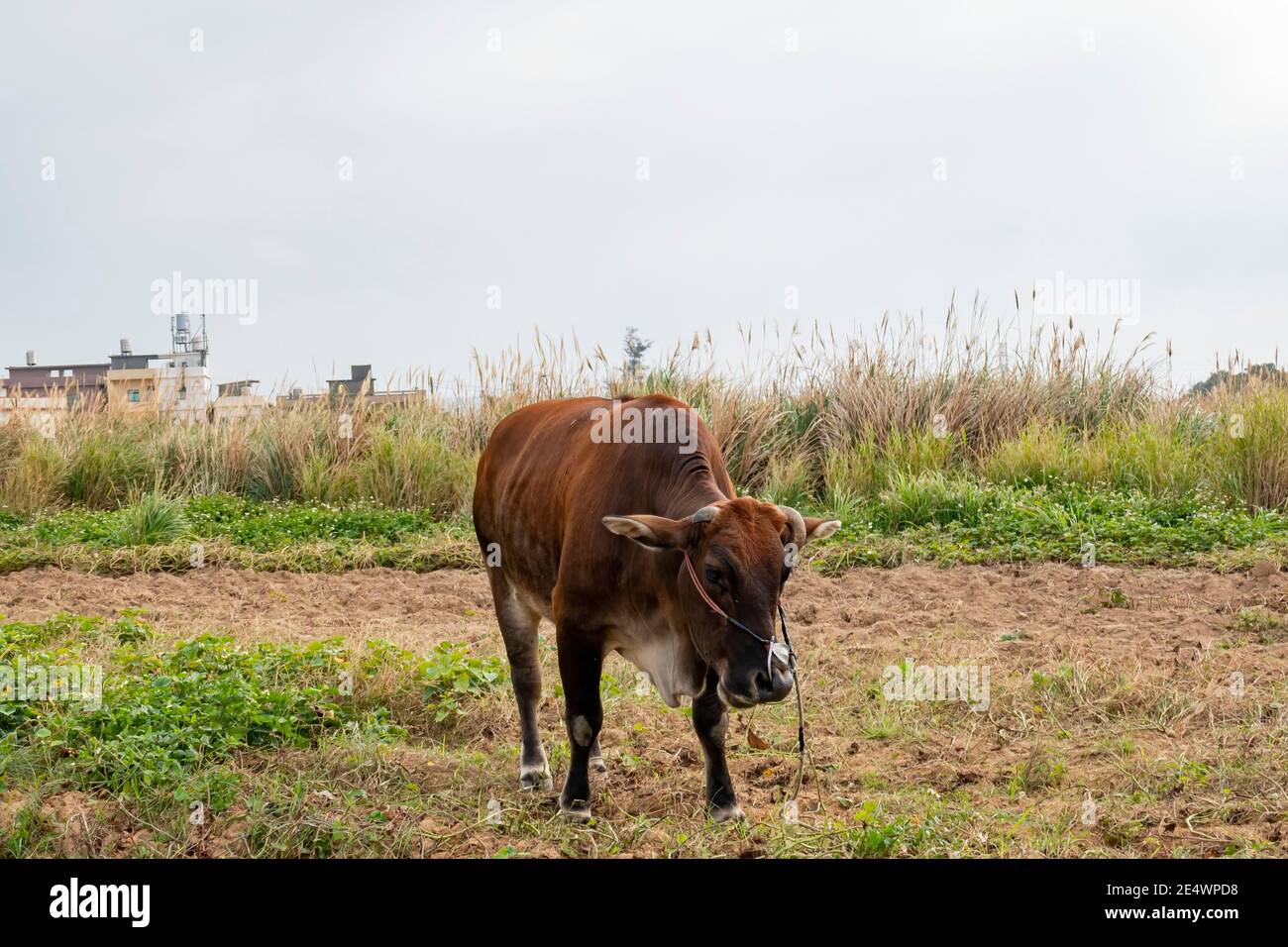 Cow in a farmland eating grasses, saw at Miaoli Country, Taiwan Stock ...