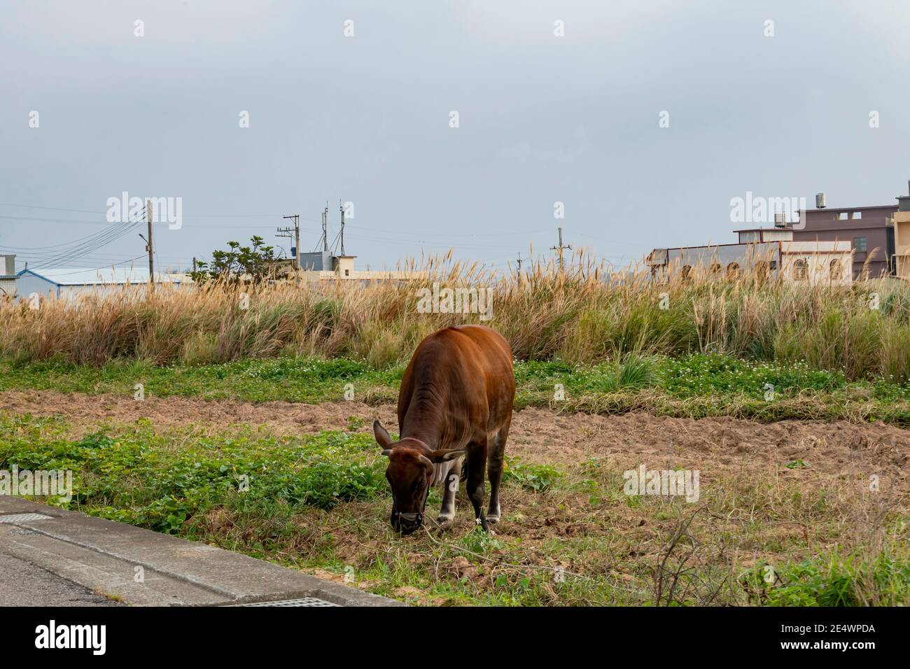 Miaoli country hi-res stock photography and images - Alamy