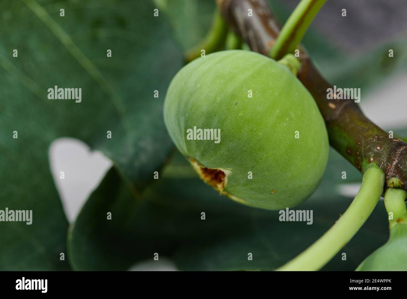 Fig on the tree hi-res stock photography and images - Alamy